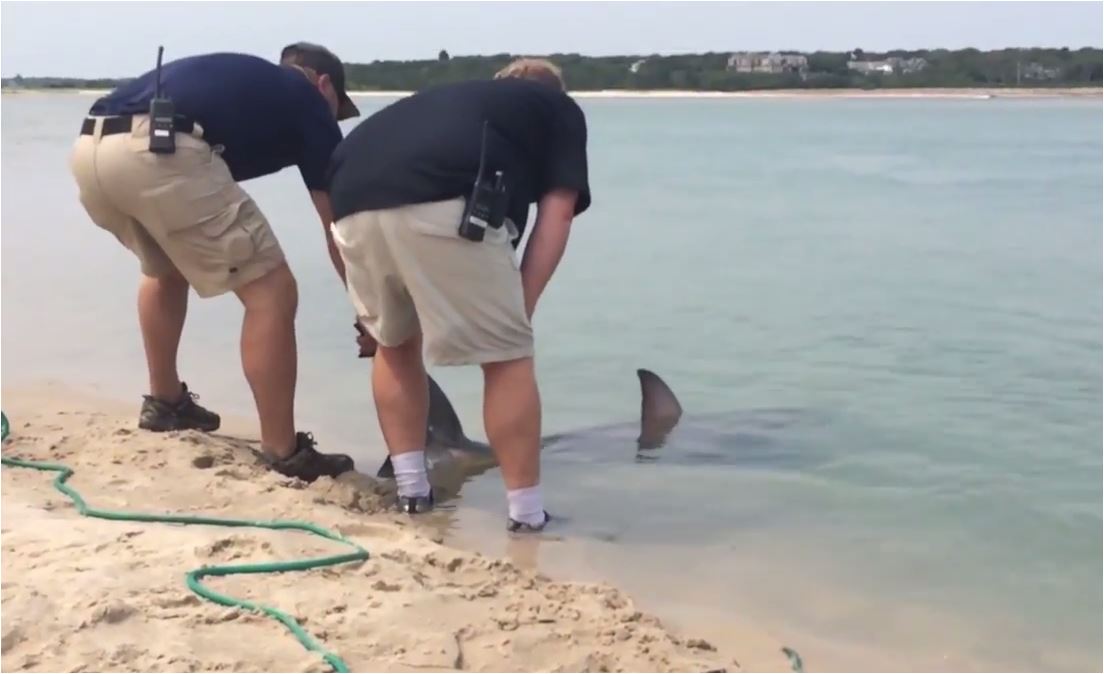 VIDEO: Great White shark beaches itself in Cape Cod - and they throw it ...