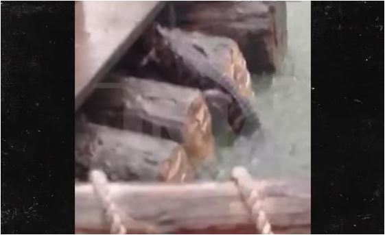 SHOCK VIDEO: Alligator climbs ONTO Disney World ride ...