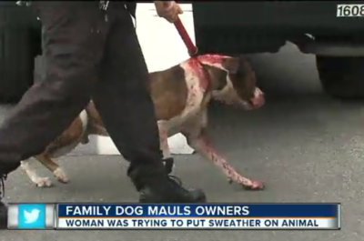Pit bull named 'Scarface' attacks owners dressing him in sweater ...