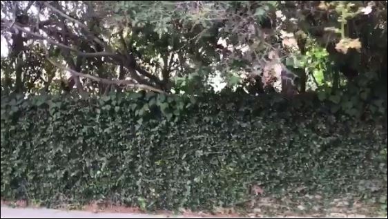 Wall protects Maxine Waters $3.9 million mansion from unwashed masses ...