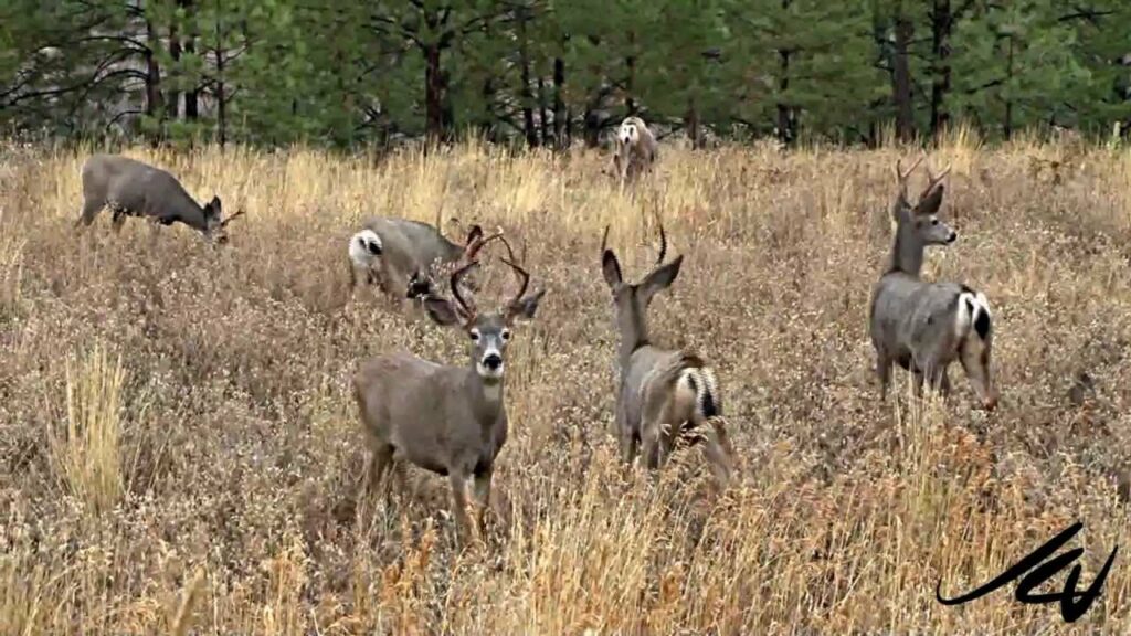 Deer Hunting Rifle or Shotgun: Which Do I Choose? - TheAmericanMirror.com